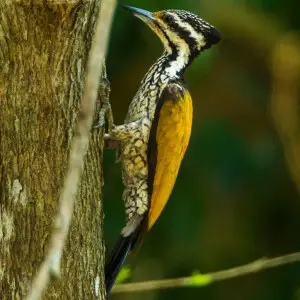 Common flameback - Facts, Diet, Habitat & Pictures on Animalia.bio