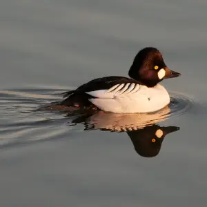Common goldeneye - Facts, Diet, Habitat & Pictures on Animalia.bio