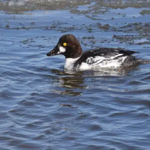 Common goldeneye - Facts, Diet, Habitat & Pictures on Animalia.bio