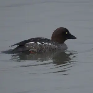 Common goldeneye - Facts, Diet, Habitat & Pictures on Animalia.bio