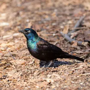 Common Grackle - Facts, Diet, Habitat & Pictures on Animalia.bio