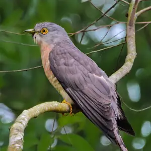 Common hawk-cuckoo - Facts, Diet, Habitat & Pictures on Animalia.bio