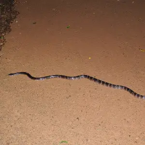 Common Krait - Facts, Diet, Habitat & Pictures on Animalia.bio