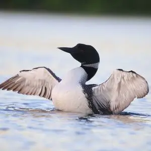 Common Loon - Facts, Diet, Habitat & Pictures on Animalia.bio