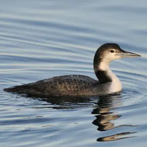 Common Loon - Facts, Diet, Habitat & Pictures on Animalia.bio