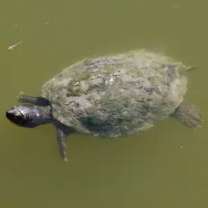 Northern Map Turtle - Facts, Diet, Habitat & Pictures on Animalia.bio