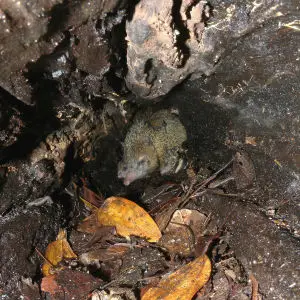 Tailless Tenrec - Facts, Diet, Habitat & Pictures on Animalia.bio