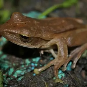 Common tree frog - Facts, Diet, Habitat & Pictures on Animalia.bio