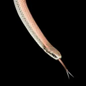 Sharp-tailed snake - Facts, Diet, Habitat & Pictures on Animalia.bio