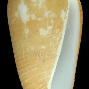 Conus circumcisus - Facts, Diet, Habitat & Pictures on Animalia.bio