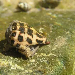 Conus ebraeus - Facts, Diet, Habitat & Pictures on Animalia.bio