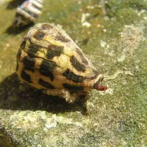 Conus ebraeus - Facts, Diet, Habitat & Pictures on Animalia.bio