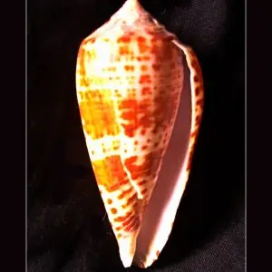 Conus lynceus - Facts, Diet, Habitat & Pictures on Animalia.bio