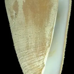 Conus magus - Facts, Diet, Habitat & Pictures on Animalia.bio