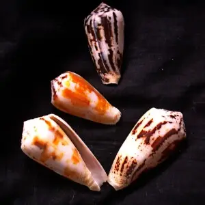 Conus magus - Facts, Diet, Habitat & Pictures on Animalia.bio