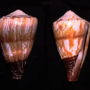 Conus miles - Facts, Diet, Habitat & Pictures on Animalia.bio