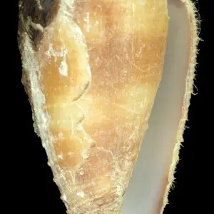 Conus planorbis - Facts, Diet, Habitat & Pictures on Animalia.bio