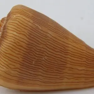 Conus princeps - Facts, Diet, Habitat & Pictures on Animalia.bio