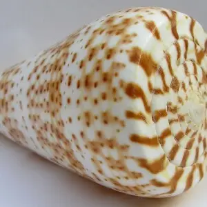 Conus pulcher - Facts, Diet, Habitat & Pictures on Animalia.bio