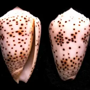 Conus pulicarius - Facts, Diet, Habitat & Pictures on Animalia.bio