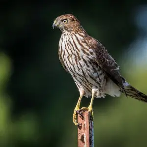 Cooper's Hawk - Facts, Diet, Habitat & Pictures on Animalia.bio