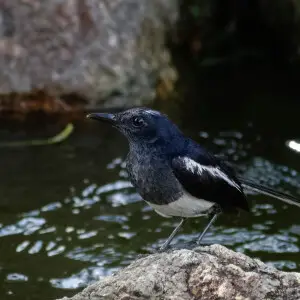 Oriental magpie-robin - Facts, Diet, Habitat & Pictures on Animalia.bio