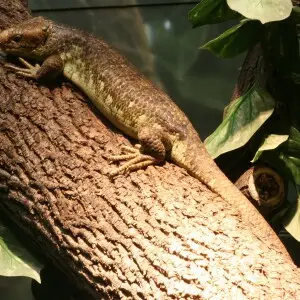 Solomon Islands skink - Facts, Diet, Habitat & Pictures on Animalia.bio