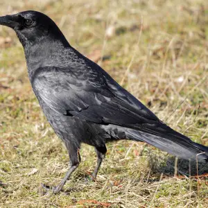 Northwestern crow - Facts, Diet, Habitat & Pictures on Animalia.bio
