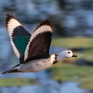 Cotton pygmy goose - Facts, Diet, Habitat & Pictures on Animalia.bio
