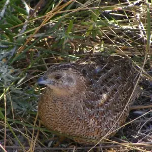 Brown quail - Facts, Diet, Habitat & Pictures on Animalia.bio