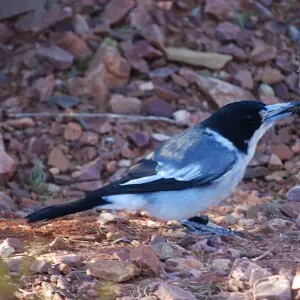 Grey butcherbird - Facts, Diet, Habitat & Pictures on Animalia.bio