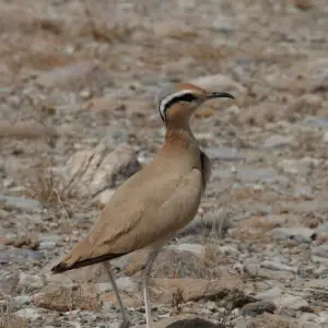 Cream-colored courser - Facts, Diet, Habitat & Pictures on Animalia.bio
