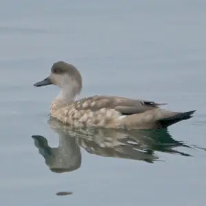 Crested duck - Facts, Diet, Habitat & Pictures on Animalia.bio