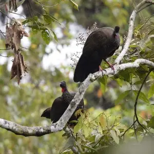 Crested guan - Facts, Diet, Habitat & Pictures on Animalia.bio