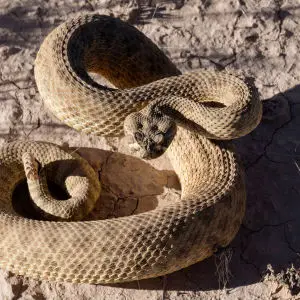 Prairie Rattlesnake - Facts, Diet, Habitat & Pictures on Animalia.bio