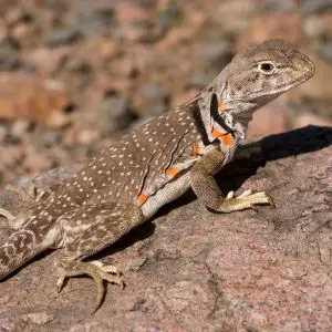 Common Collared Lizard - Facts, Diet, Habitat & Pictures on Animalia.bio