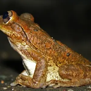 Cuban tree frog - Facts, Diet, Habitat & Pictures on Animalia.bio