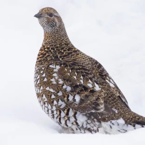 Tetraone siberiano - Fatti, dieta, habitat e immagini su Animalia.bio
