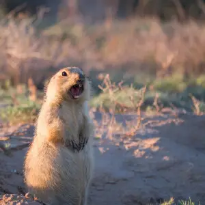 Yellow ground squirrel - Facts, Diet, Habitat & Pictures on Animalia.bio