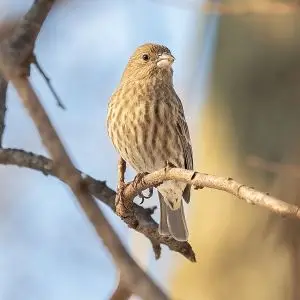 House Finch - Facts, Diet, Habitat & Pictures on Animalia.bio