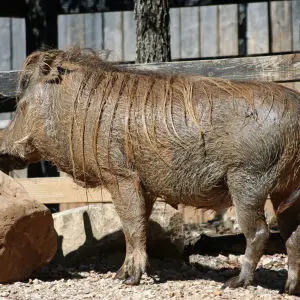 Desert Warthog - Facts, Diet, Habitat & Pictures on Animalia.bio