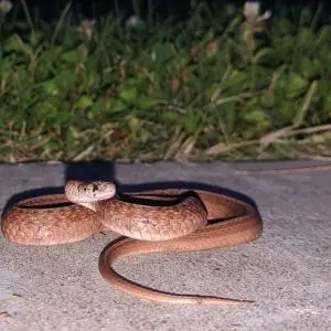Brown Snake - Facts, Diet, Habitat & Pictures on Animalia.bio