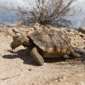Desert Tortoise - Facts, Diet, Habitat & Pictures on Animalia.bio
