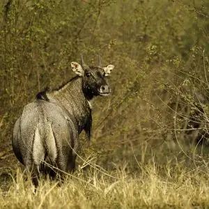 Nilgai - Facts, Diet, Habitat & Pictures on Animalia.bio