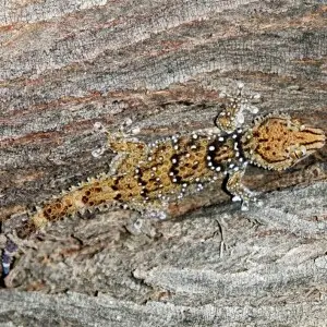 Turner's thick-toed gecko - Facts, Diet, Habitat & Pictures on Animalia.bio