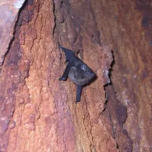 Greater sac-winged bat - Facts, Diet, Habitat & Pictures on Animalia.bio
