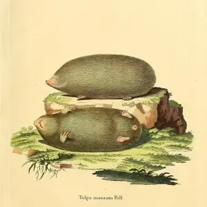 Cape golden mole - Facts, Diet, Habitat & Pictures on Animalia.bio