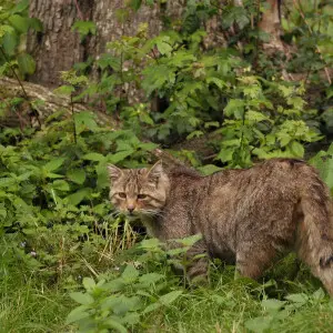 Scottish wildcat - Facts, Diet, Habitat & Pictures on Animalia.bio