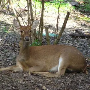Eld's Deer - Facts, Diet, Habitat & Pictures on Animalia.bio