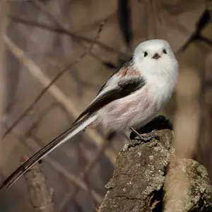 Long-Tailed Tit - Facts, Diet, Habitat & Pictures on Animalia.bio